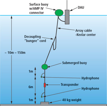 Vertical hydrophone arrays solve transition zone challenges
